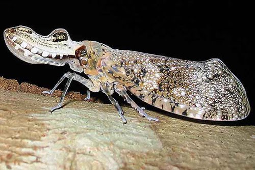 Français Ecrit 3: LA MACHACA (FULGORA LATERNARIA), L'INSECT DE L'AMOUR ...