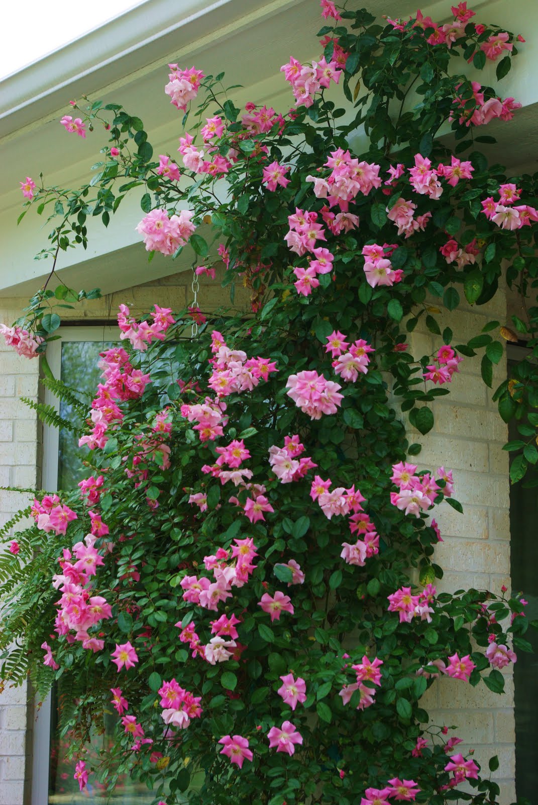 Choosing Joy Today: My Climbing Roses