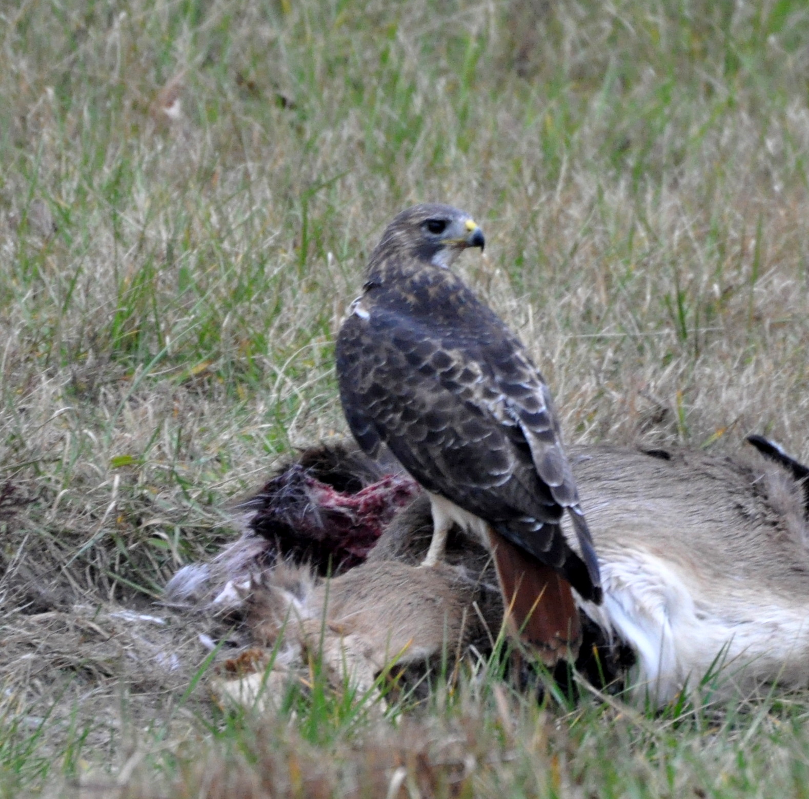 Red-shouldered Hawks of Tingsgrove and Beyond: Red-tailed hawk feeds on ...