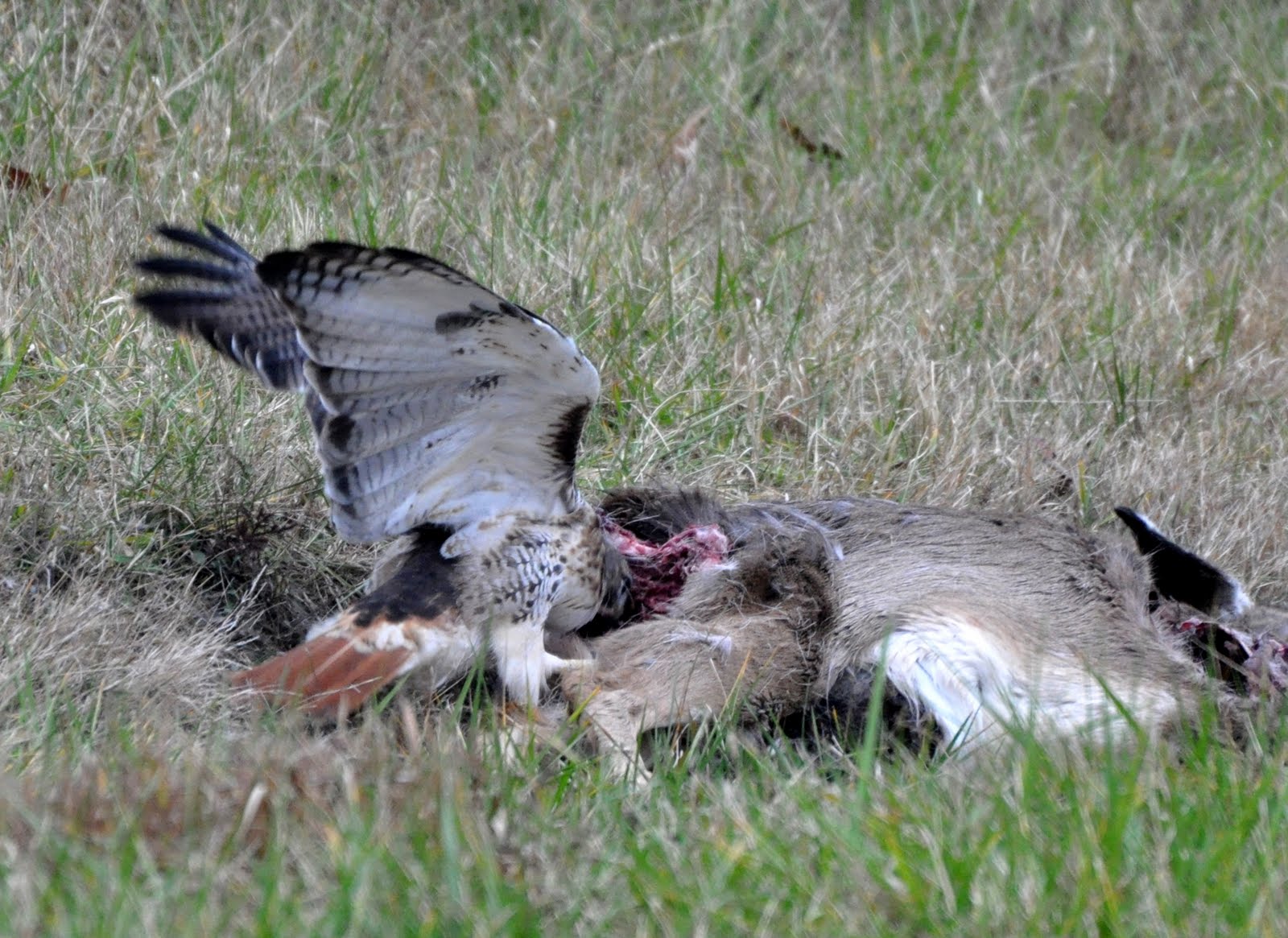 Red-shouldered Hawks of Tingsgrove and Beyond: Red-tailed hawk feeds on ...