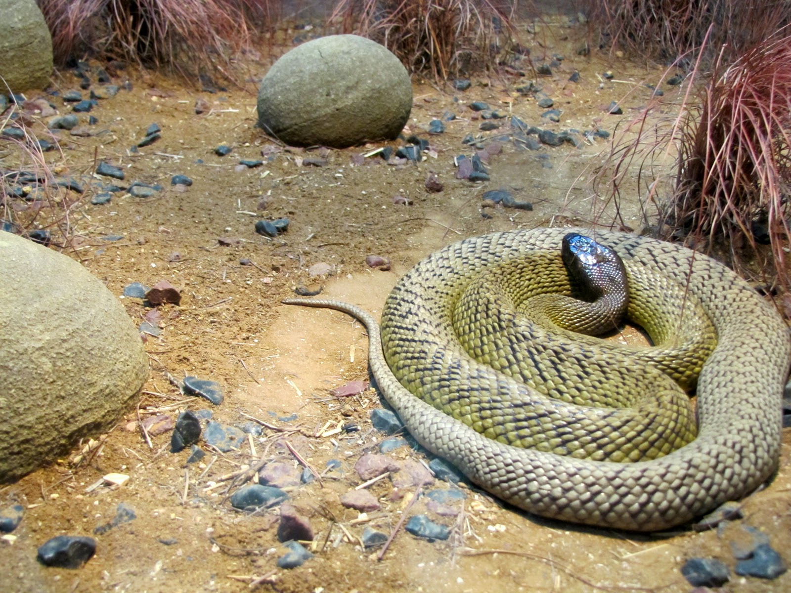 Australia Zoo: A Dream Come True - Soyanbutterfly