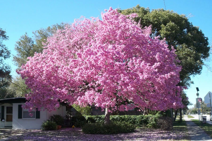 cabin talk: colorful tree