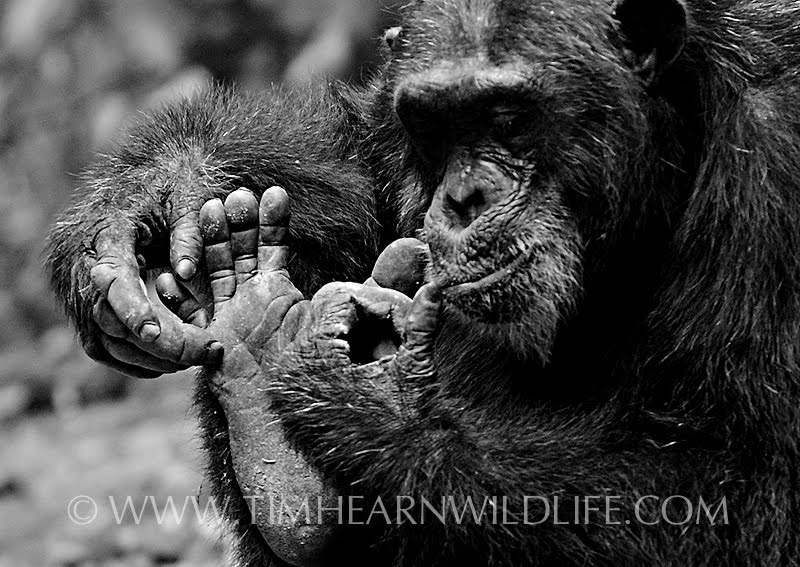 Chimpanzee feet vs human feet - foptonline