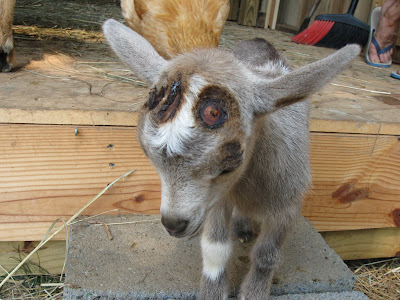 Holes In My Jeans: Dehorning (disbudding) baby goats..........