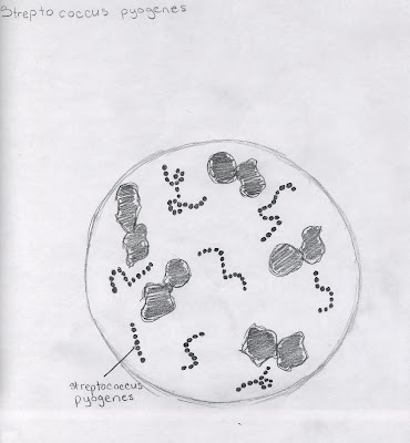 Cell Types and Structure: Streptococcus Pyogenes