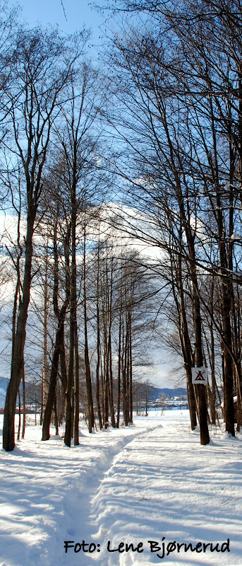 Mangfold i naturen: Gråor og svartor