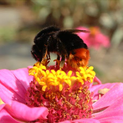 Galleries of Images: Humblebee