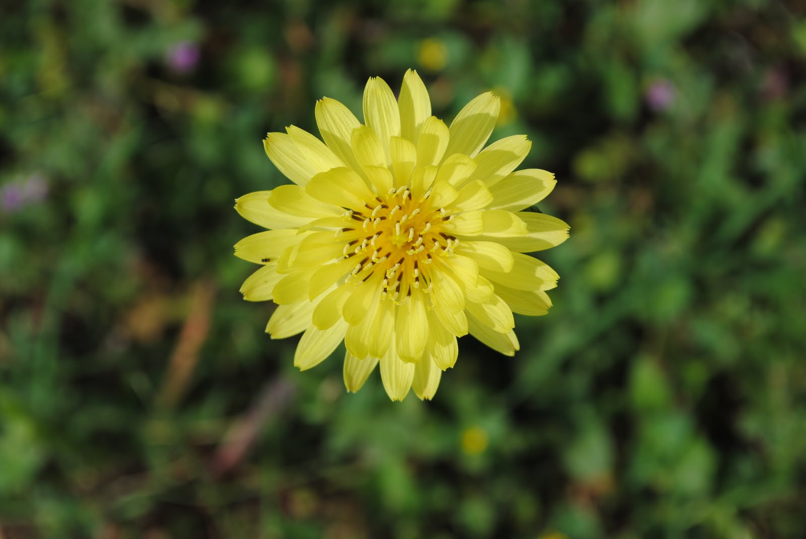 Life with Kids: Random Bad Flower Pictures (or Weeds)