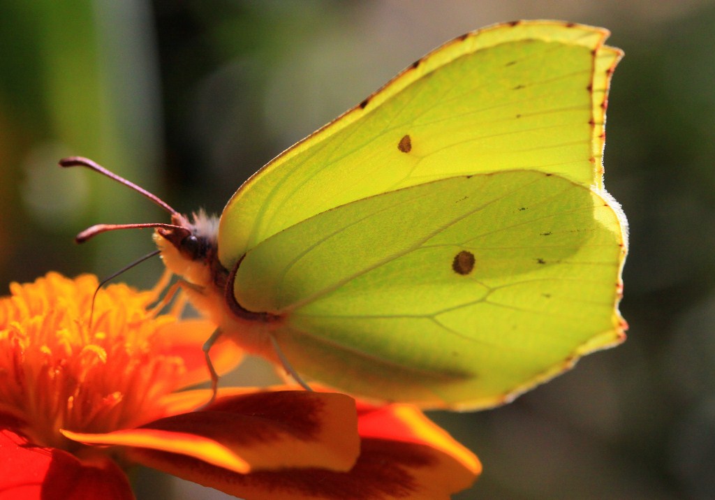 Suvikumpu: Sitruunaperhonen