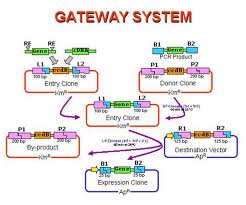 admon informatica: Router y Gateway