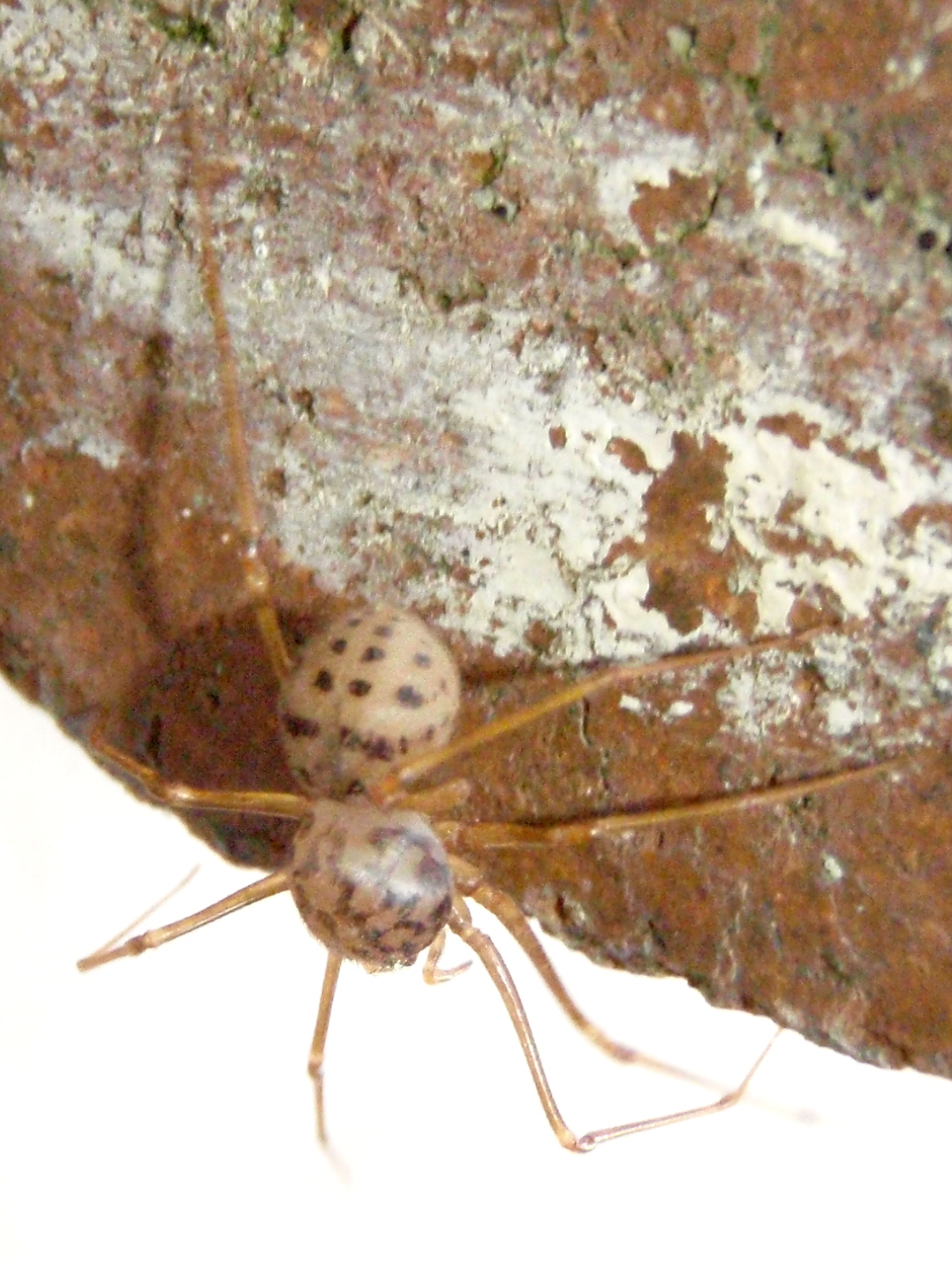 Up Too Late, As Usual ...: A few Arachnids from Around here And some ...