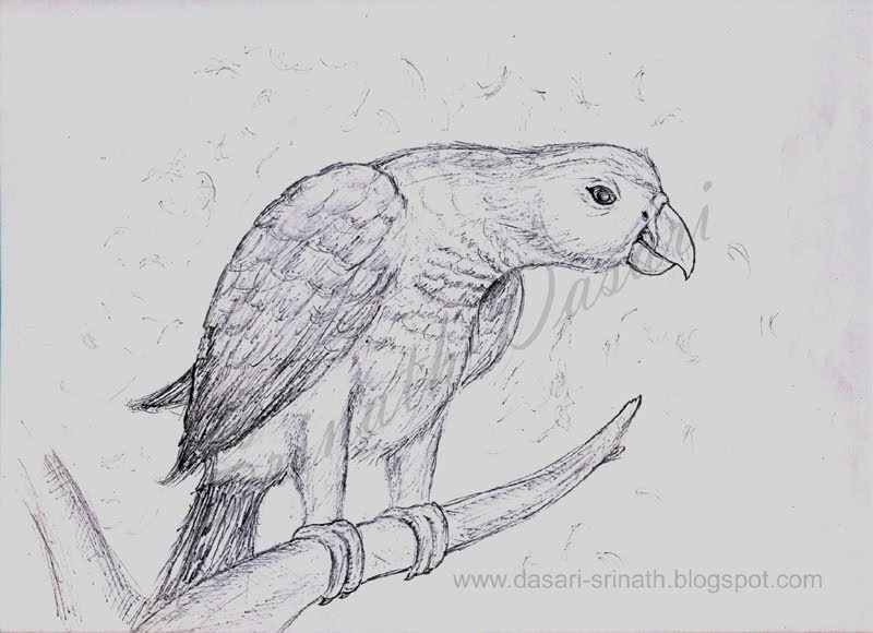 Birds Drawing | A series of life drawing practices - 3