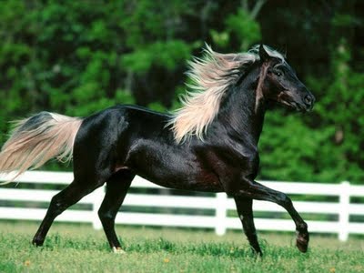 Terra Animalia: Les caractéristiques du cheval: Les robes