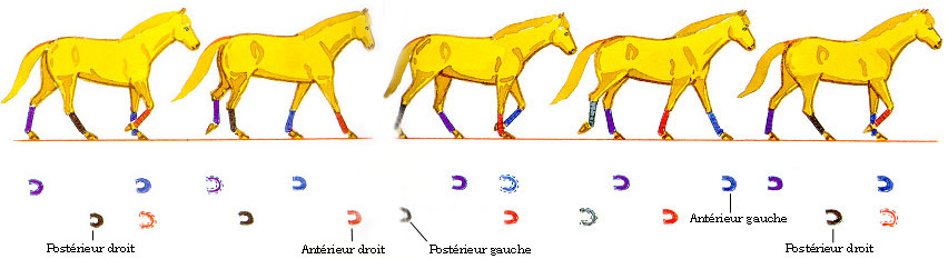 Terra Animalia: Les allures