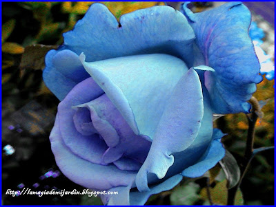 LA MAGIA DE MI JARDIN: LA ROSA AZUL. GANADORA