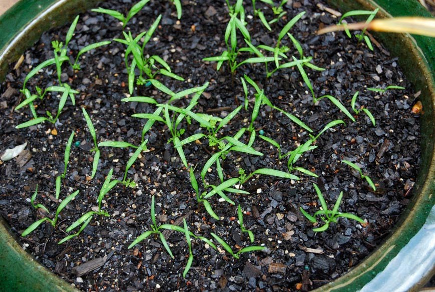 Garden amateur: Herb of the Year