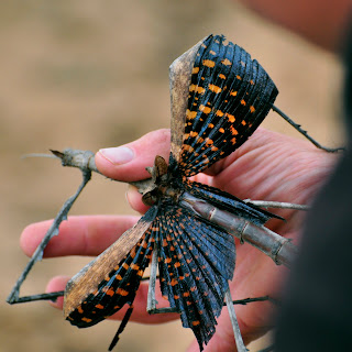 Encounters in East Africa: The Longest Insect in the World?