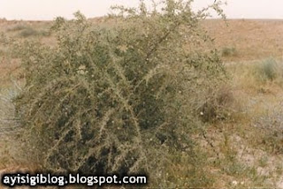 ** AYISIGI BLOG ** 2008 - 2013 **: Gargat agacı fotoğrafları