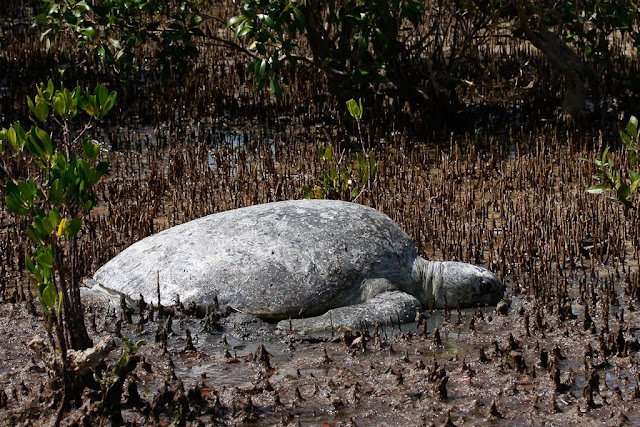 WA Zoologist: Mangroves