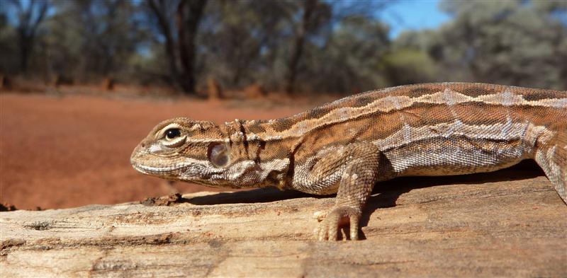 WA Zoologist: Bimbijy and Beyond
