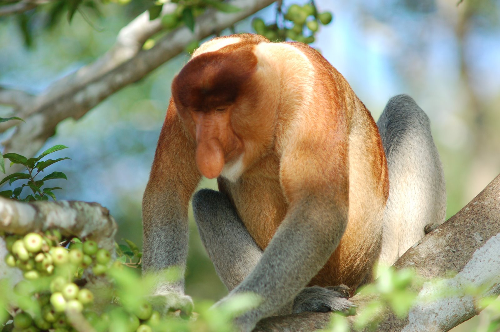 WA Zoologist: Borneo - K's Galore