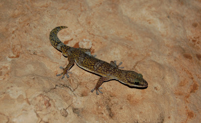 WA Zoologist: Marbled Velvet Gecko