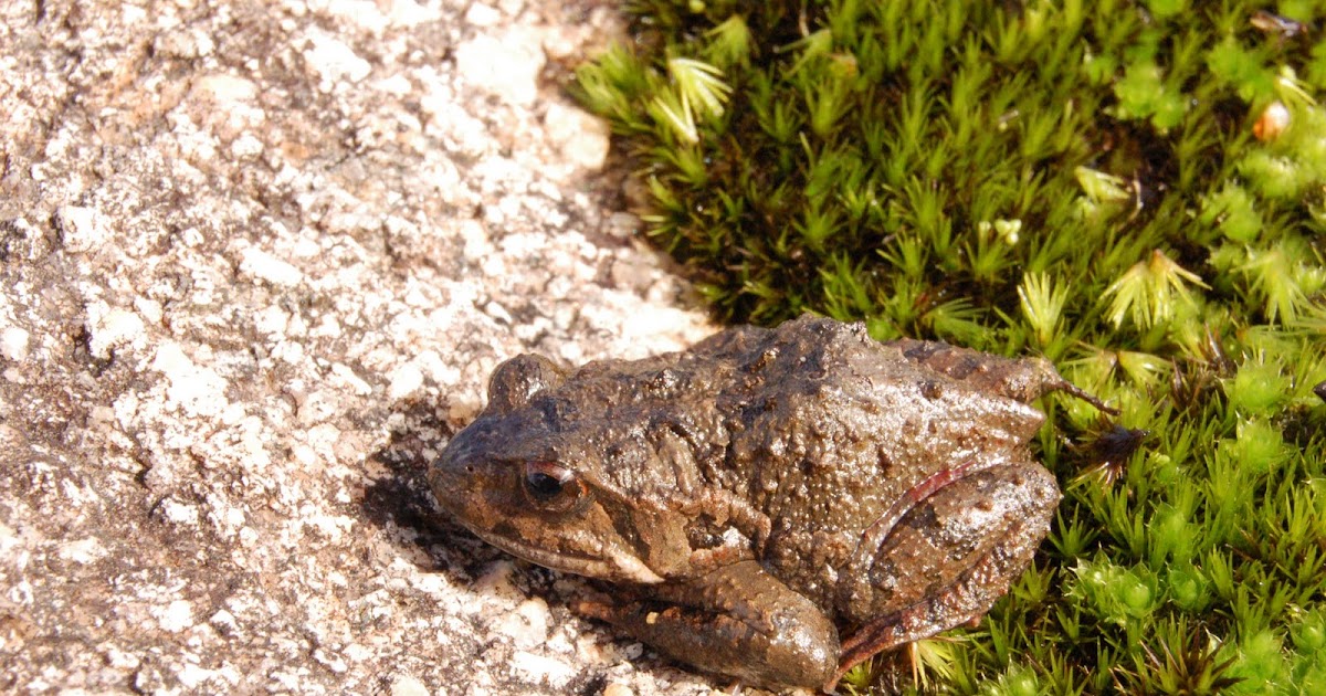 WA Zoologist: The Quacking Frogs of Winter