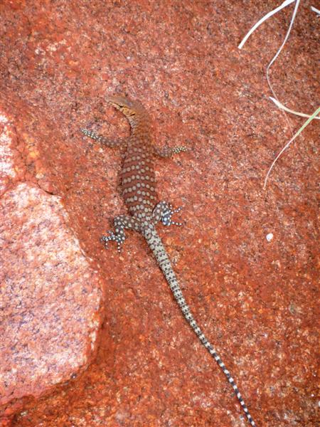 WA Zoologist: Wodgina - The Varanids