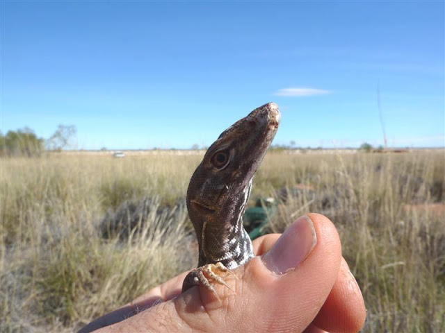WA Zoologist: Wodgina - The Varanids