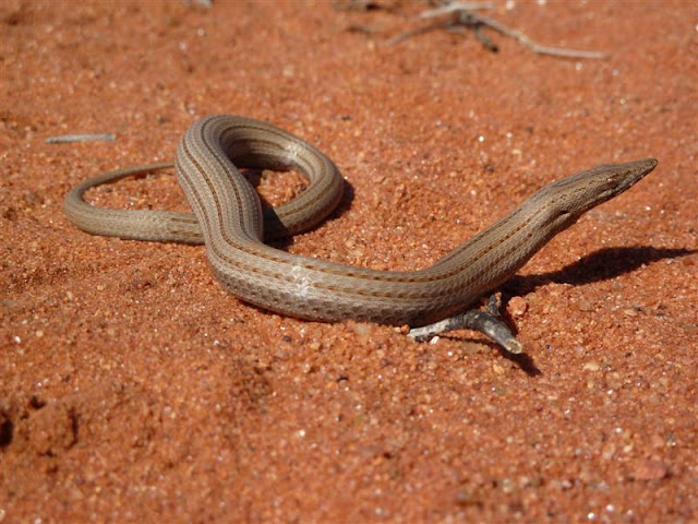 WA Zoologist: The Geckos and Legless Lizards