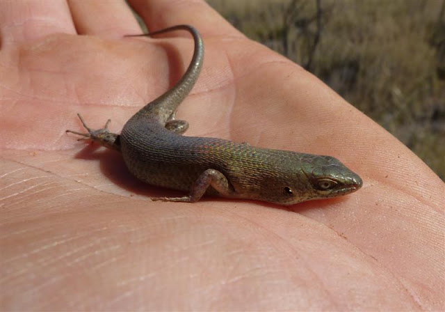 WA Zoologist: The Skinks - The LBJs of the reptile world