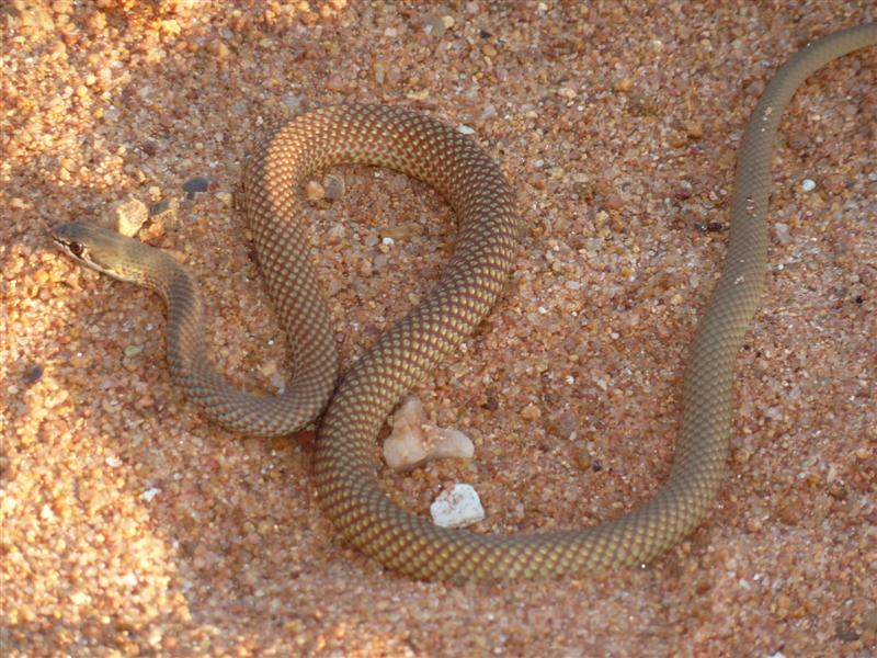 WA Zoologist: The Snakes of Wodgina