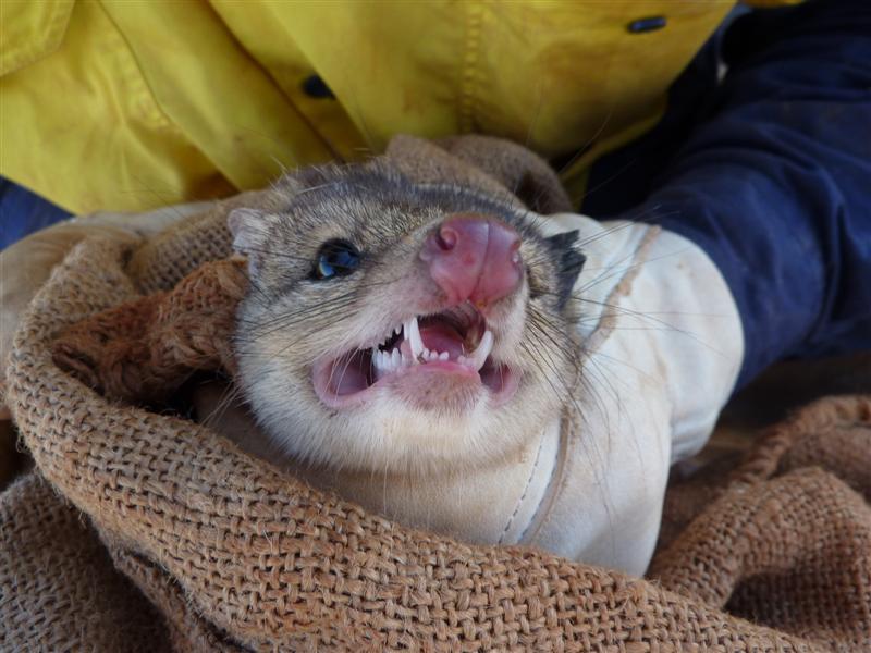 WA Zoologist: Angry Northern Quolls