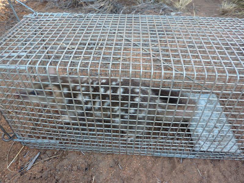 WA Zoologist: Angry Northern Quolls