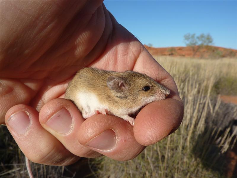 WA Zoologist: More Little Mammals