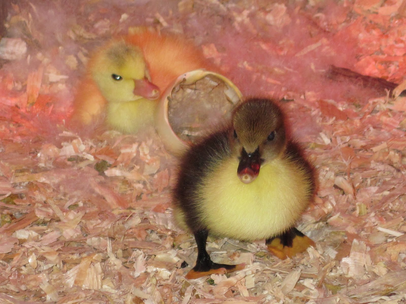Farm Adventures at Susie's Climax Creations: More Ducklings Hatching