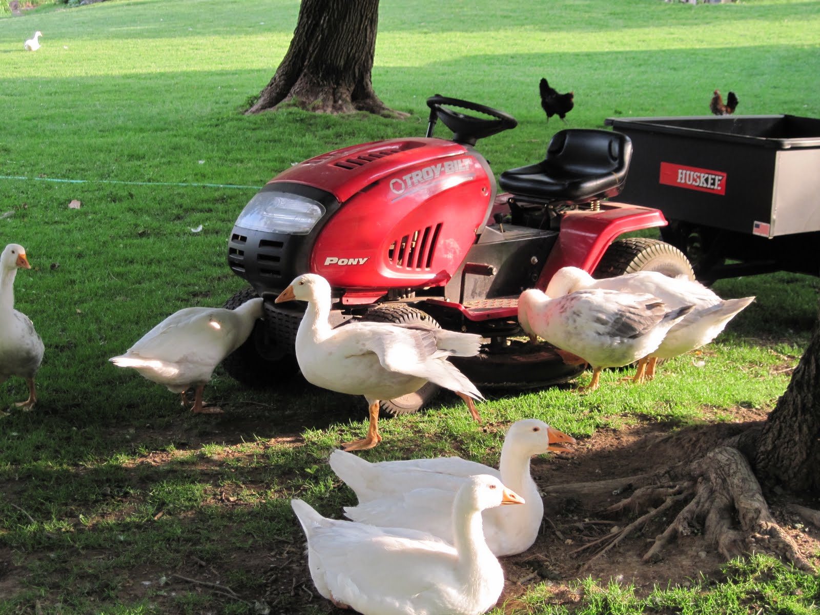 Farm Adventures at Susie's Climax Creations: 5/30/10 - 6/6/10