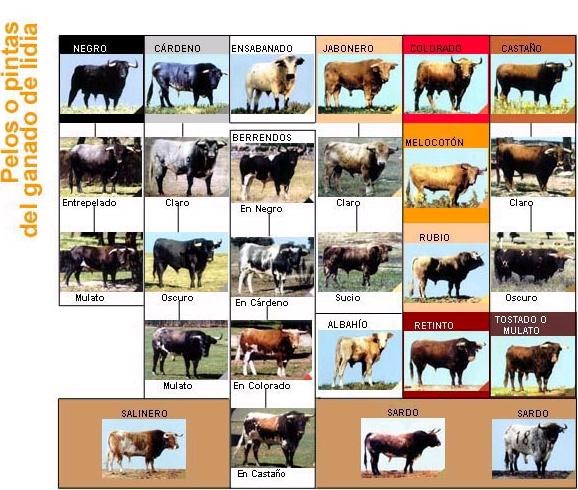 VETERINARIOS TAURINOS DE ANDALUCIA: CONOCER LAS CAPAS DEL TORO