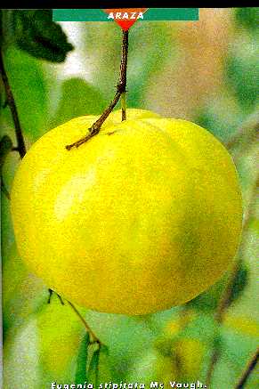 TROPICOL: YOGURT DE FRUTAS ORGANICAS DEL AMAZONAS