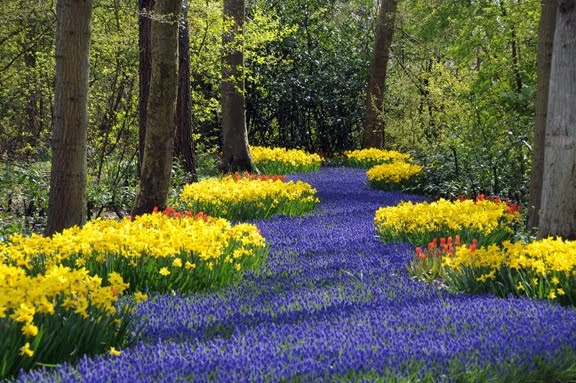 GoGardenNow - The Gardening Blog: Enjoy A Multitude Of Muscari