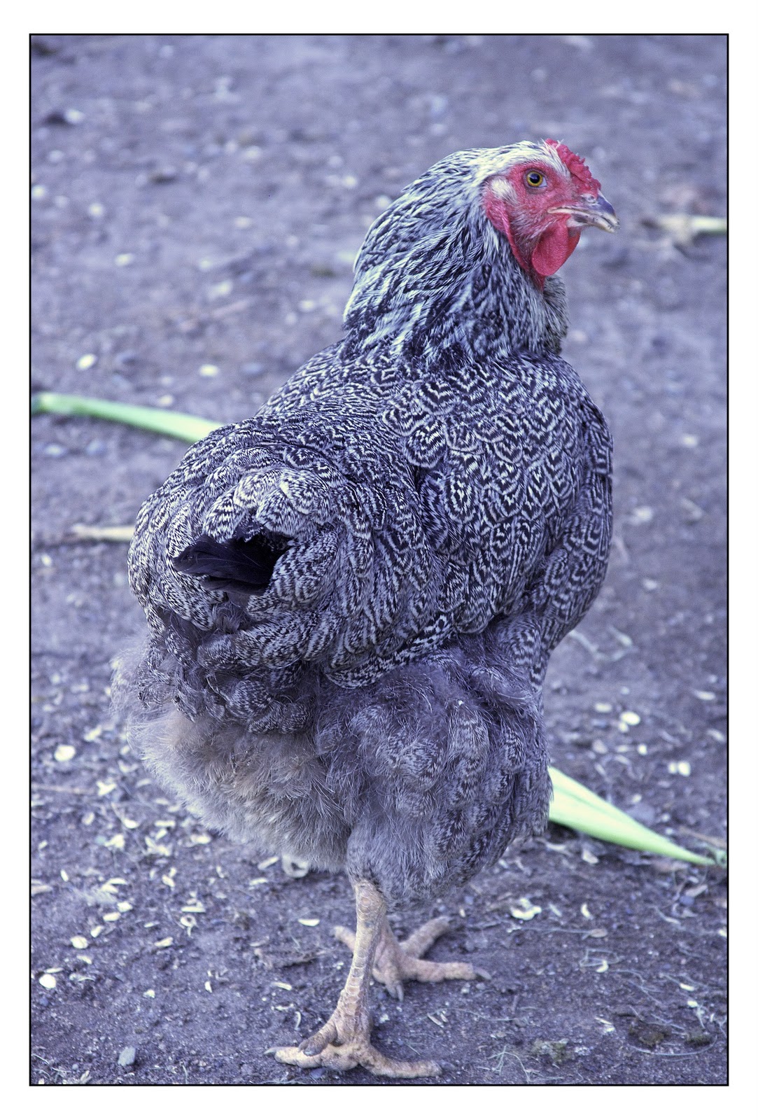 Crystal Springs Farm: The meat and layer birds