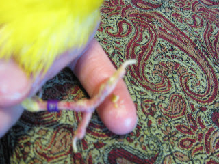 Canary Tales: Stuck Leg Band Problem