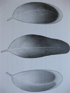 Canary Tales: Three Distinct Feather Types and Equivalent Synonyms