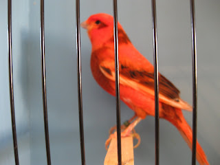 Canary Tales: Three Distinct Feather Types and Equivalent Synonyms