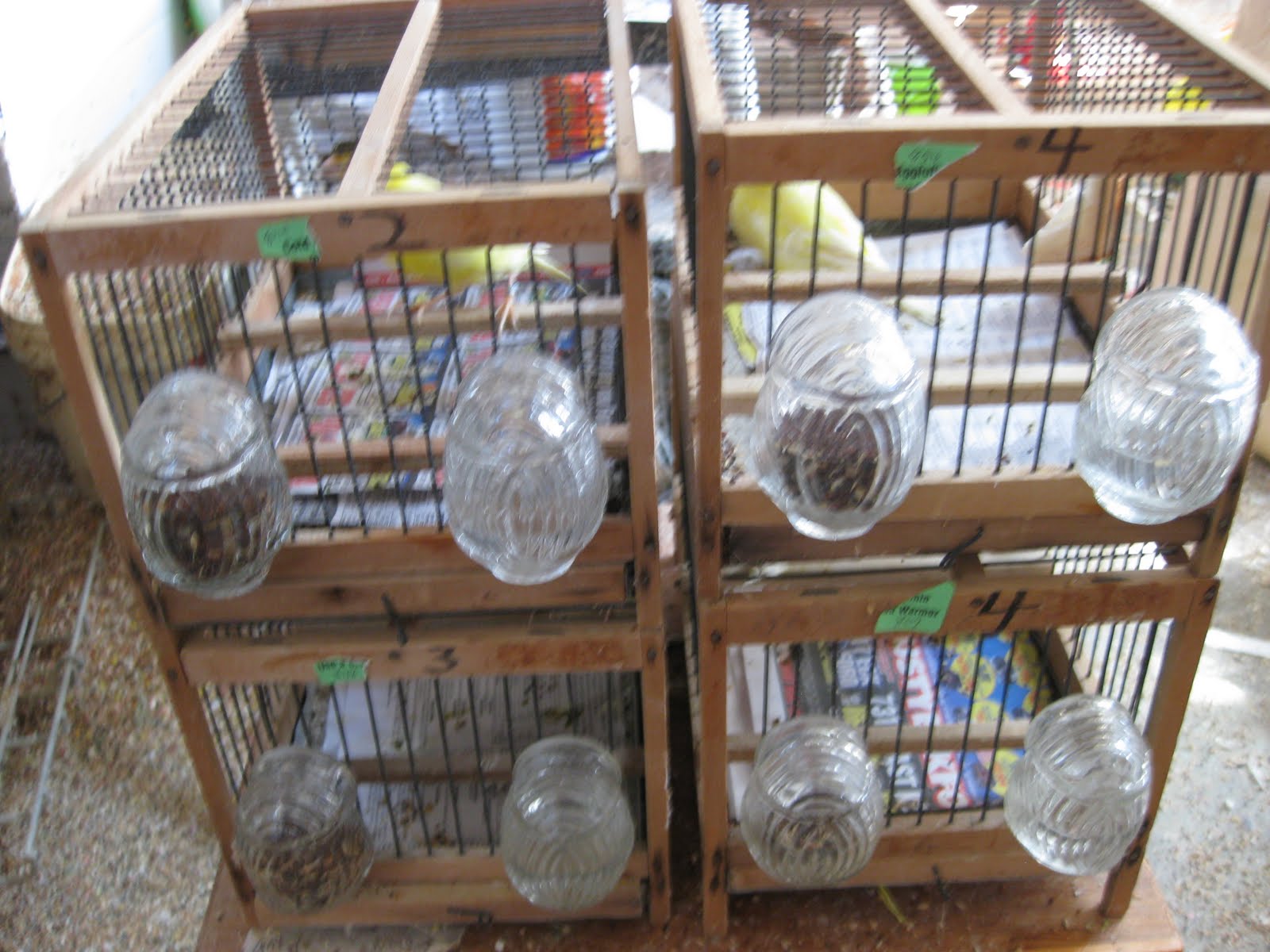 Canary Tales: Getting My German Rollers Ready For National