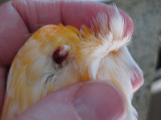 Canary Tales: Removing Feather Cysts