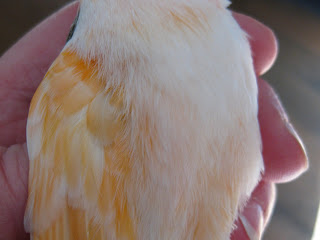 Canary Tales: Removing Feather Cysts