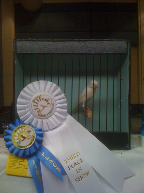 Canary Tales: Irish Fancy Makes Splashing US Debut