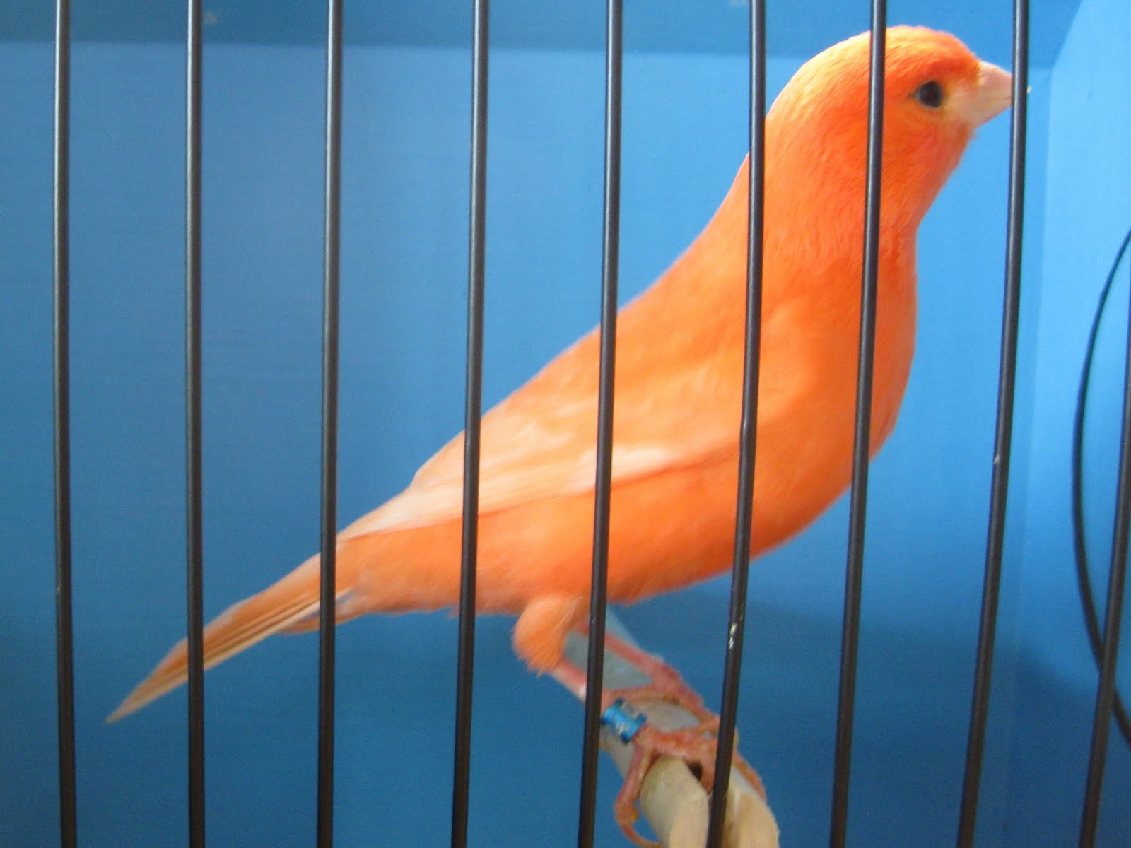 Canary Tales: Phenomenal Lipochrome at LA Show