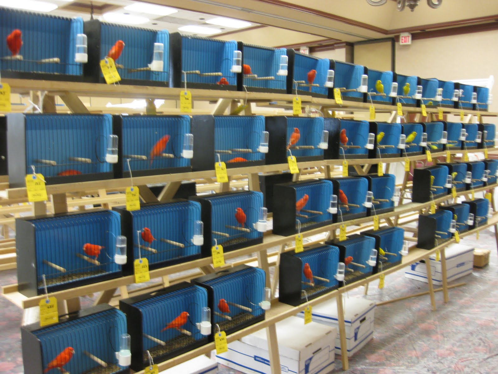 Canary Tales: First NCA National Colorbred Show